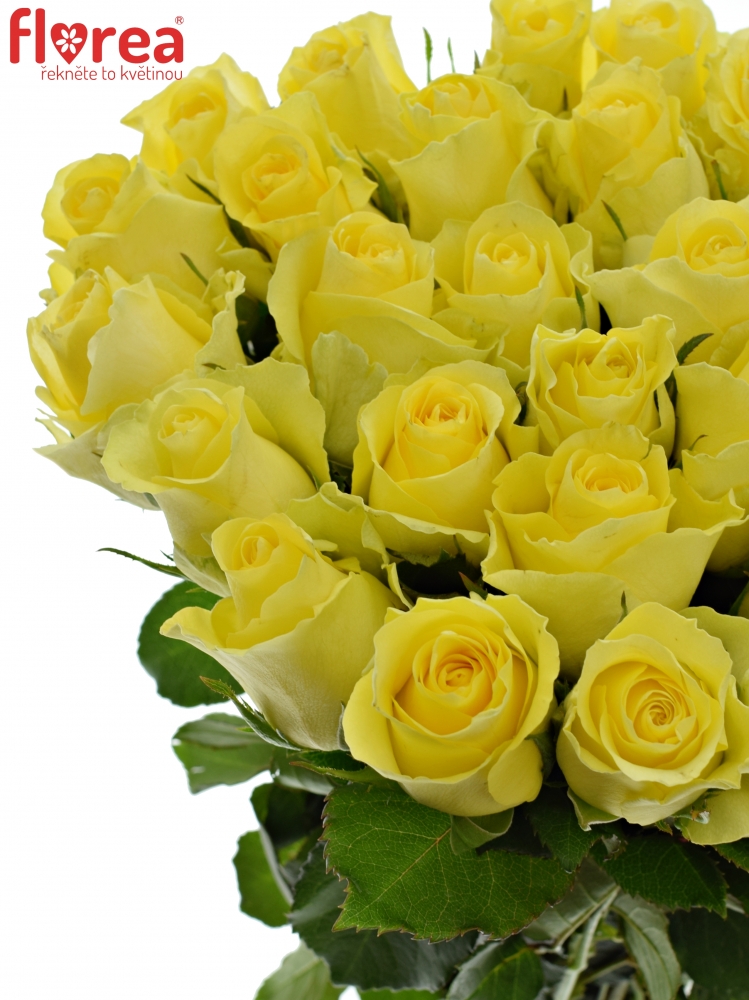 Žlutá růže MINION ROSE 50cm (M)