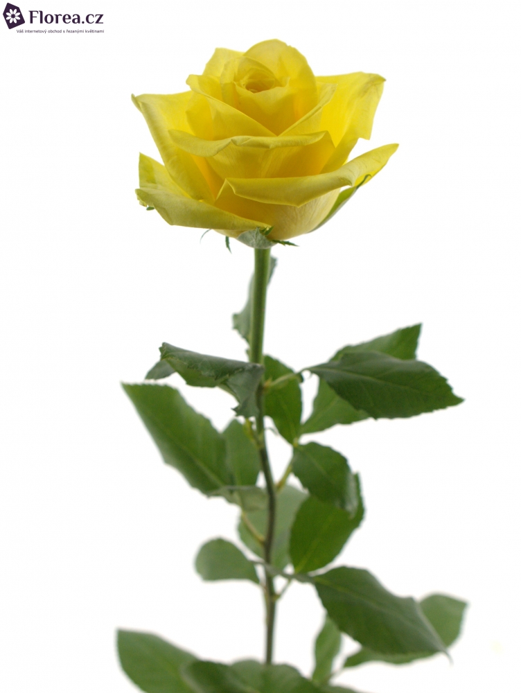 Žlutá růže STARDUST 40cm