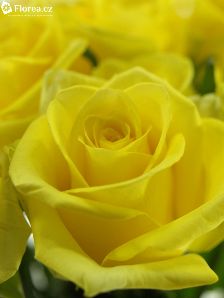 Žlutá růže STARDUST 70cm (L)