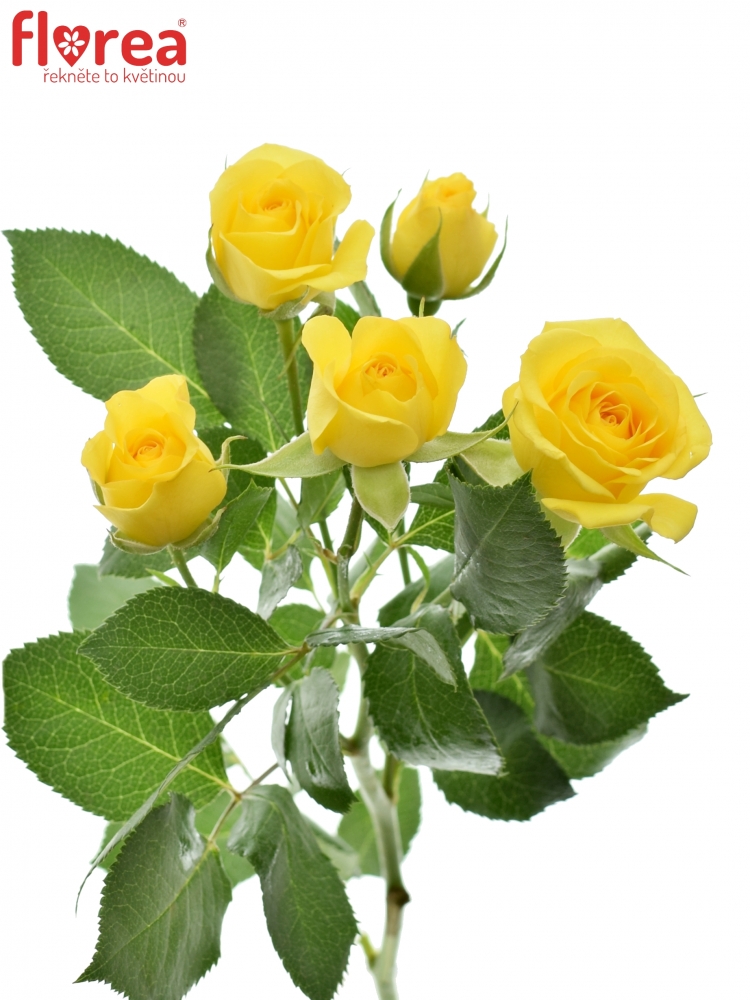 Žlutá růže YELLOW BABE 40cm/4+