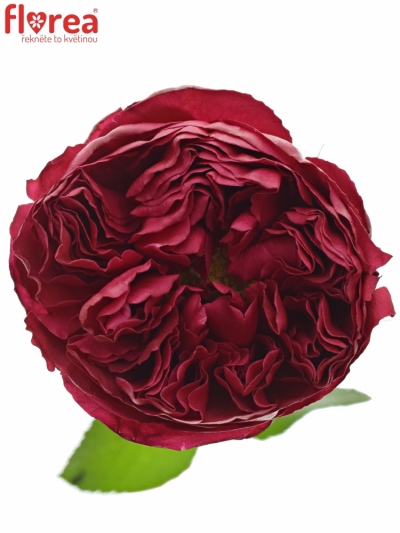 Červená růže RASPBERRY ELEGANCE 60cm (XXL)