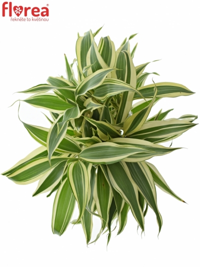 DRACAENA SANDERIANA WHITE 50cm