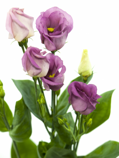 EUSTOMA (Jícnovka, Lisianthus) | Florea