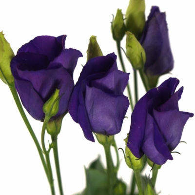 Fotografie květin - Jícnovka