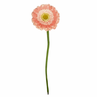 Gerbera mini CHICA (WATER)