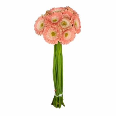 Gerbera mini CHICA (WATER)