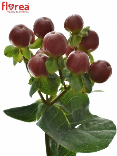 Zeleň s plody a květy : Limbo.cz