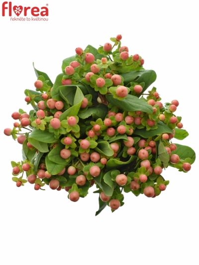 HYPERICUM MAGICAL PINK GIANT 40cm