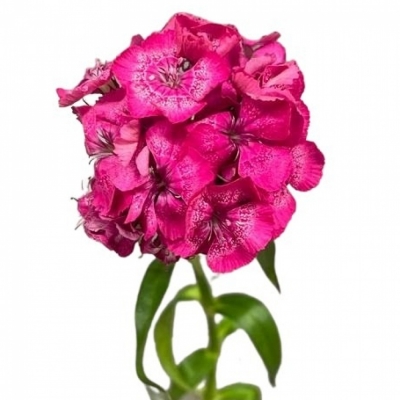 Karafiát BARBATUS BARBARELLA ROSE 40cm