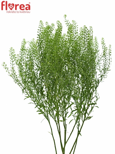 LEPIDIUM GREEN DRAGON 70cm