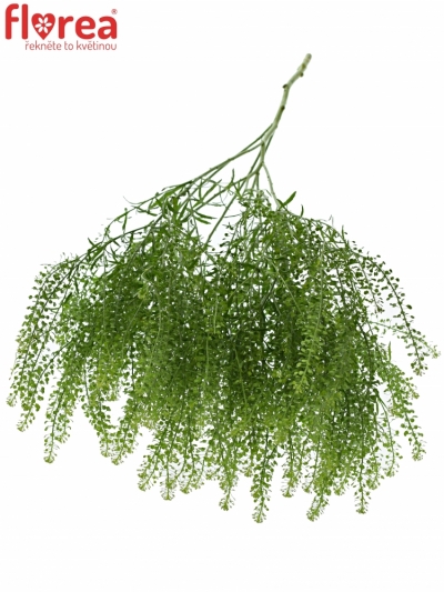 LEPIDIUM GREEN DRAGON 70cm | Florea
