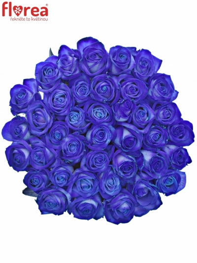 Modrá růže BLUE VENDELA 70cm (M)