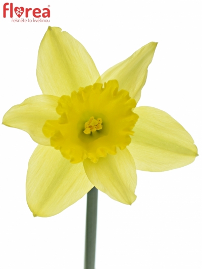 Narcis TAMARA 32cm/9g