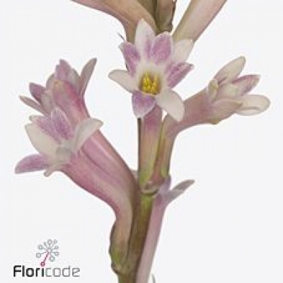 Polianthes TUBEROSA ELSA 70cm
