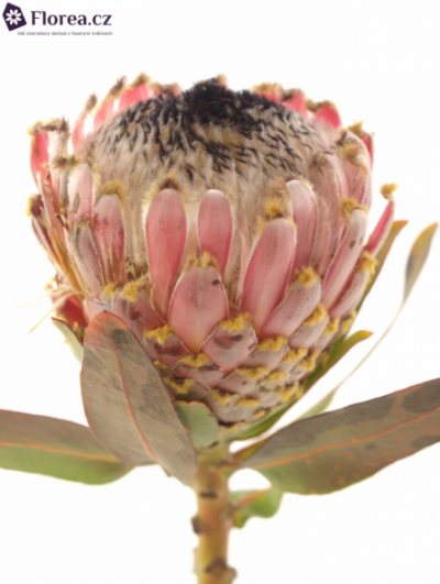 Protea BARBIGERA 35cm
