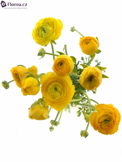 RANUNCULUS PAULINE GOLD