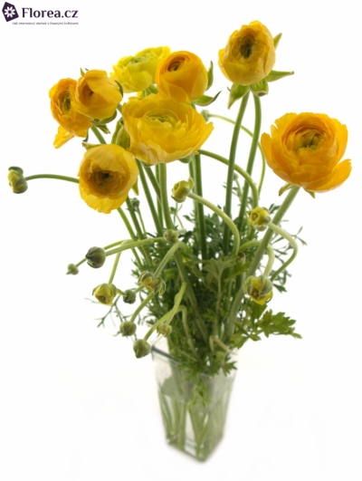 RANUNCULUS PAULINE GOLD