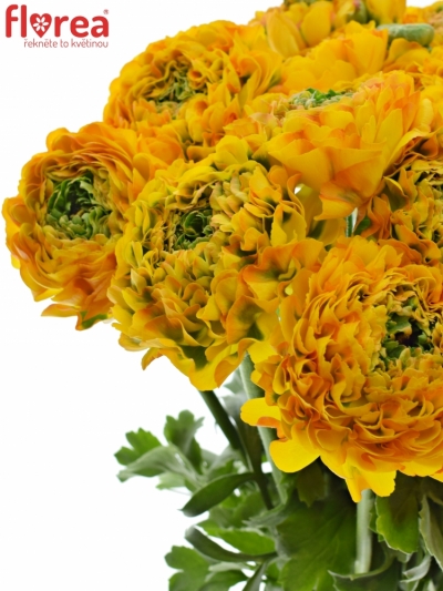 RANUNCULUS PON PON MERLINO 45cm/55g