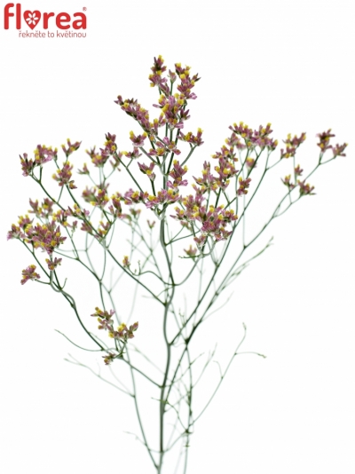 Statice SINENSIS BLUSH DIAMOND 70cm/25g