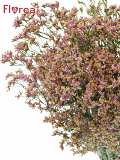 Statice SINENSIS ANOUCHKA DIAMOND 70cm/20g