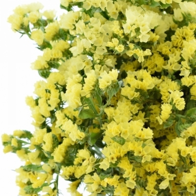 Statice SINUATUM YELLOW WINGS 70cm/45g
