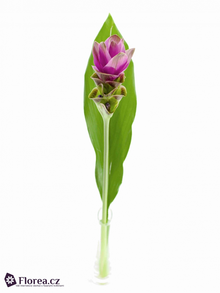 Kurkuma SIAM SHADOW 55cm | Florea