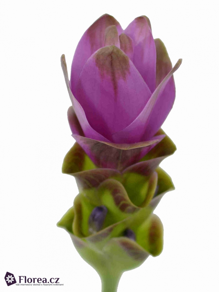 Kurkuma SIAM SHADOW 55cm | Florea