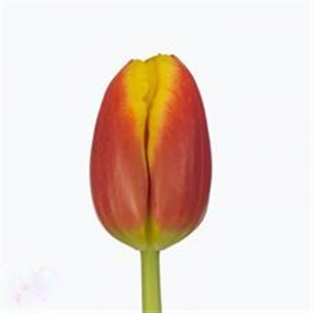 Tulipán EN DOW JONES 37cm/23g | Florea